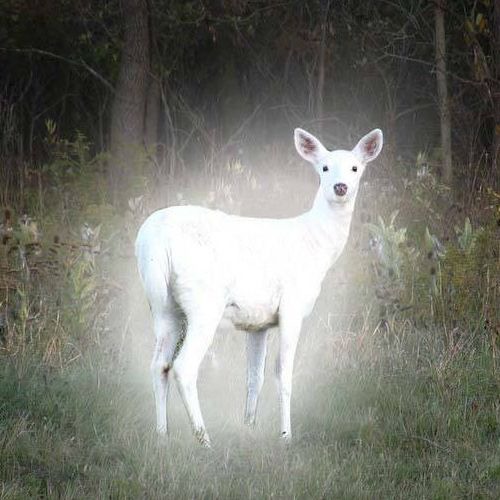 LA BLANCHE BICHE - Blog de La Penna d'Oca